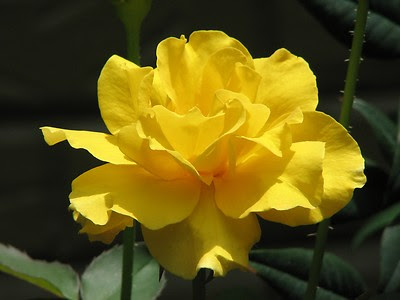 Seduced By History: EMILY WEST MORGAN, THE YELLOW ROSE OF TEXAS