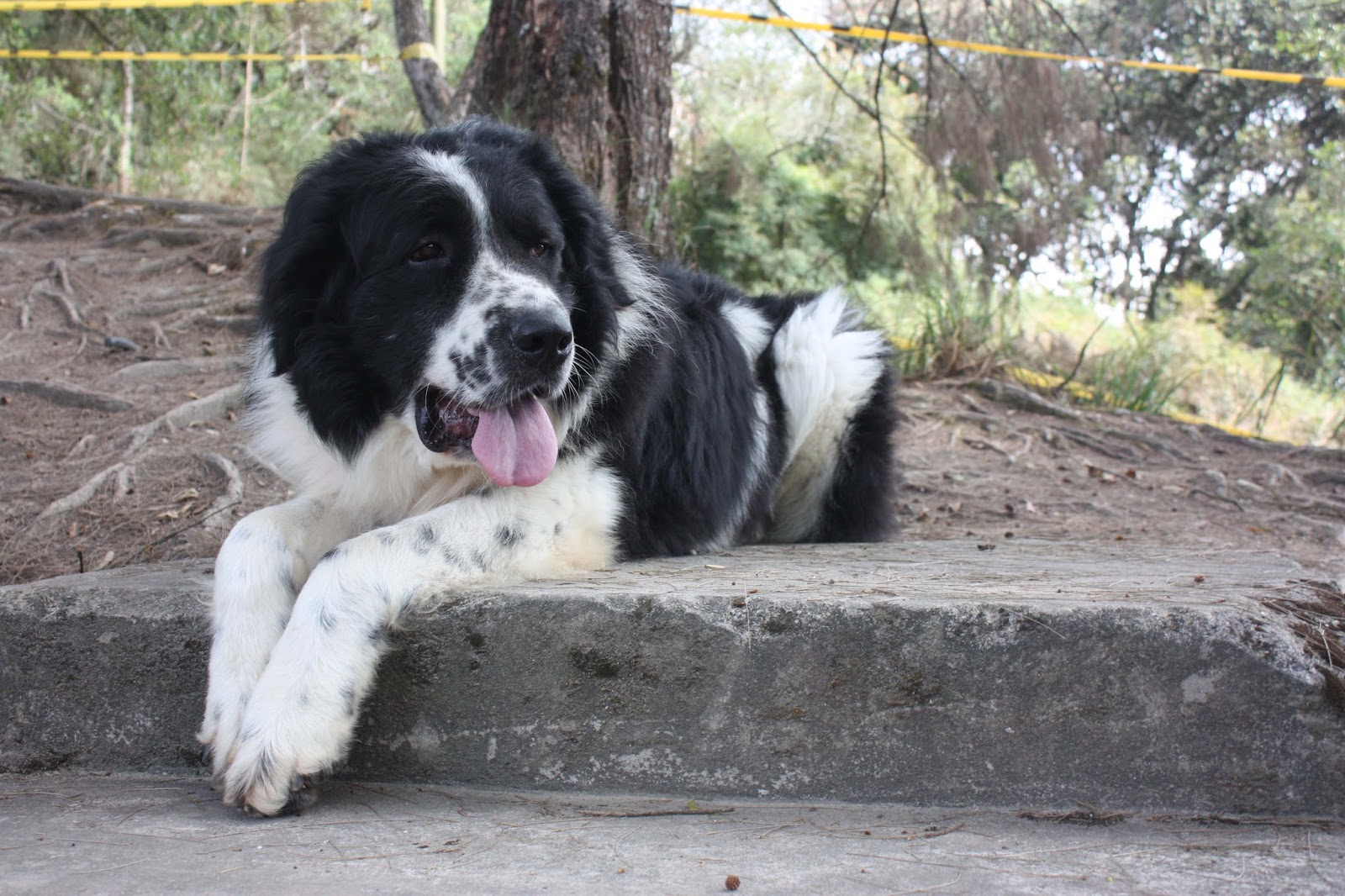 NUNCAJAMAS COCKER: BOLÍVAR Y SU PERRO NEVADO