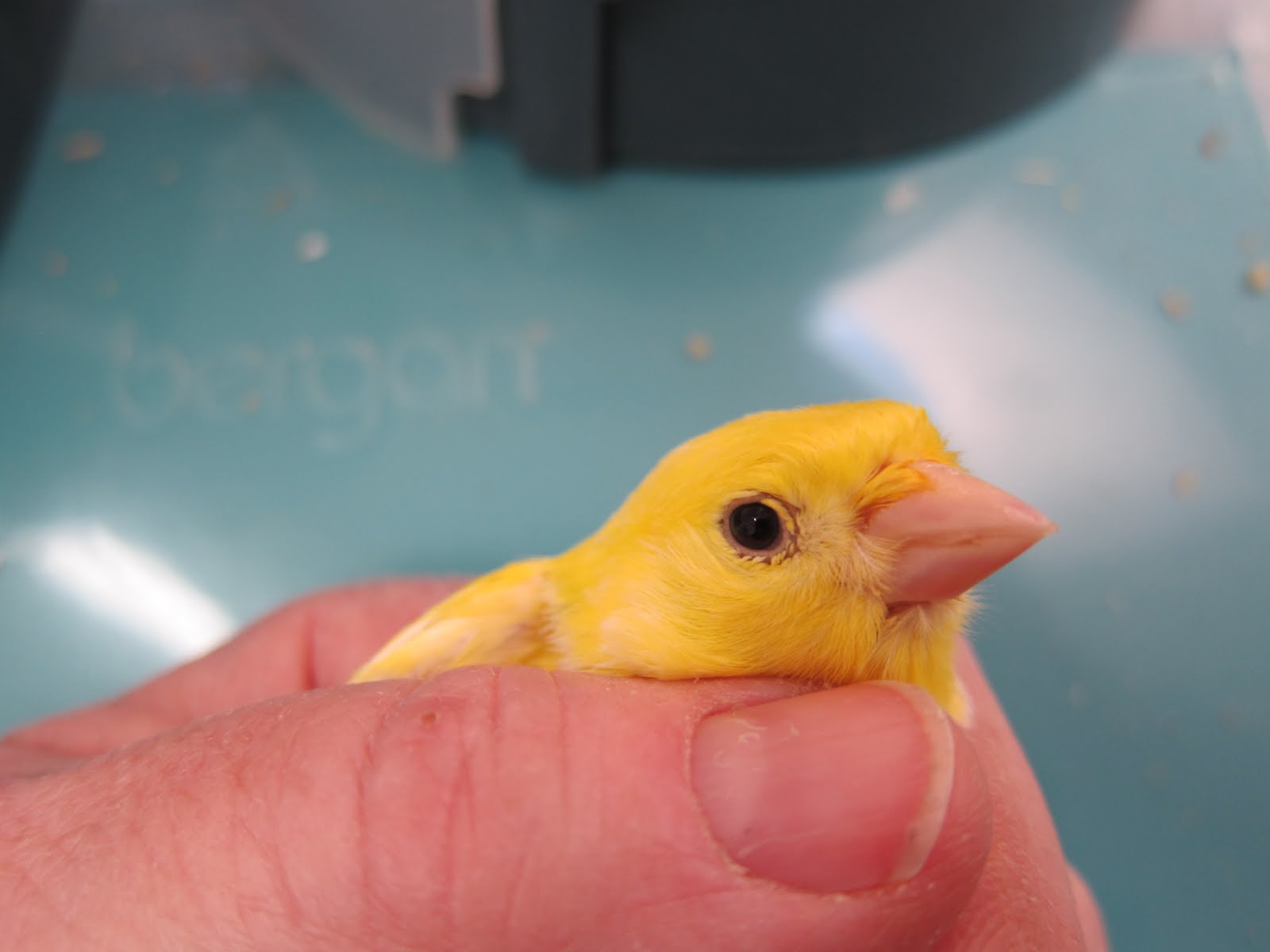 Canary Tales: Mild Eye Problem - Conjunctivitis