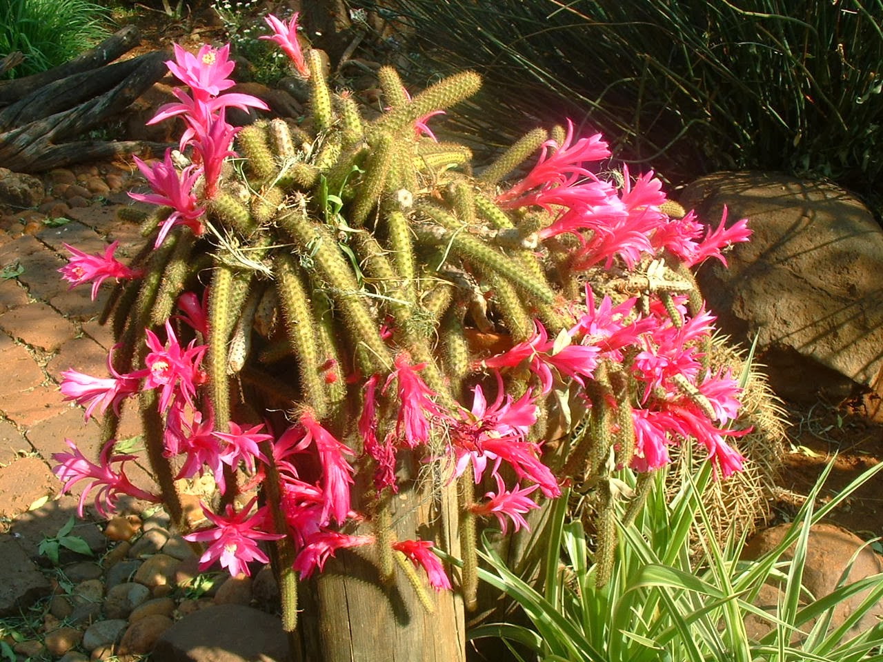 The Succulent and Cactus Lady (that's me!): Rattail Cactus (Disocactus ...