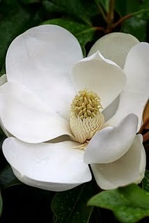 cvece za baste | dvoriste | sobe : magnolija | grandiflora | sadnja | drvo