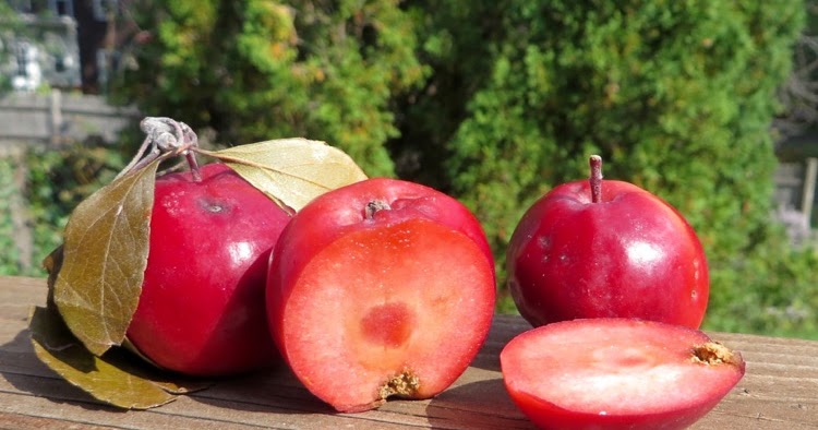 Adam's Apples: Firecracker (Bill's Redflesh, Scarlet Surprise)