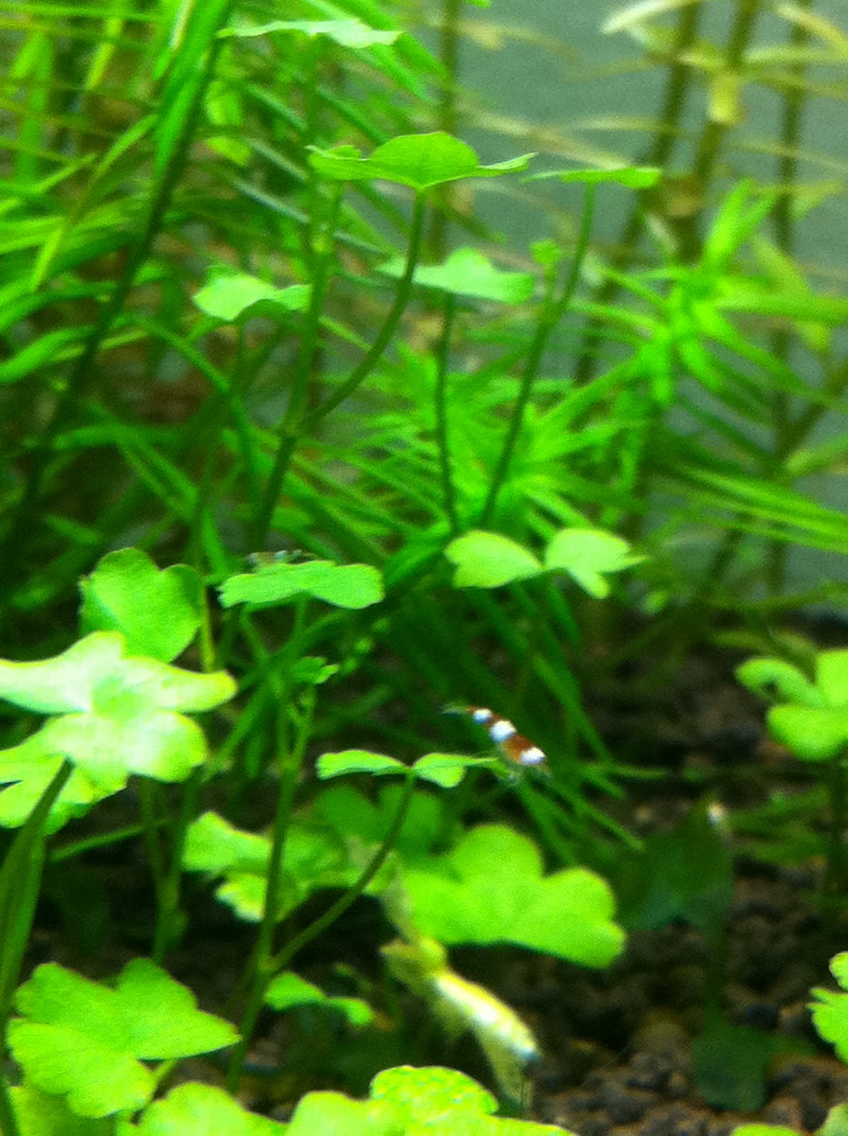 Emboli's Aquariums: SHRIMP TANK - Tiny Shrimplets 1 day old