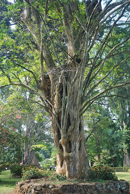 Souvenir Chronicles: SRI LANKA: ROYAL BOTANICAL GARDENS IN PERADENIYA