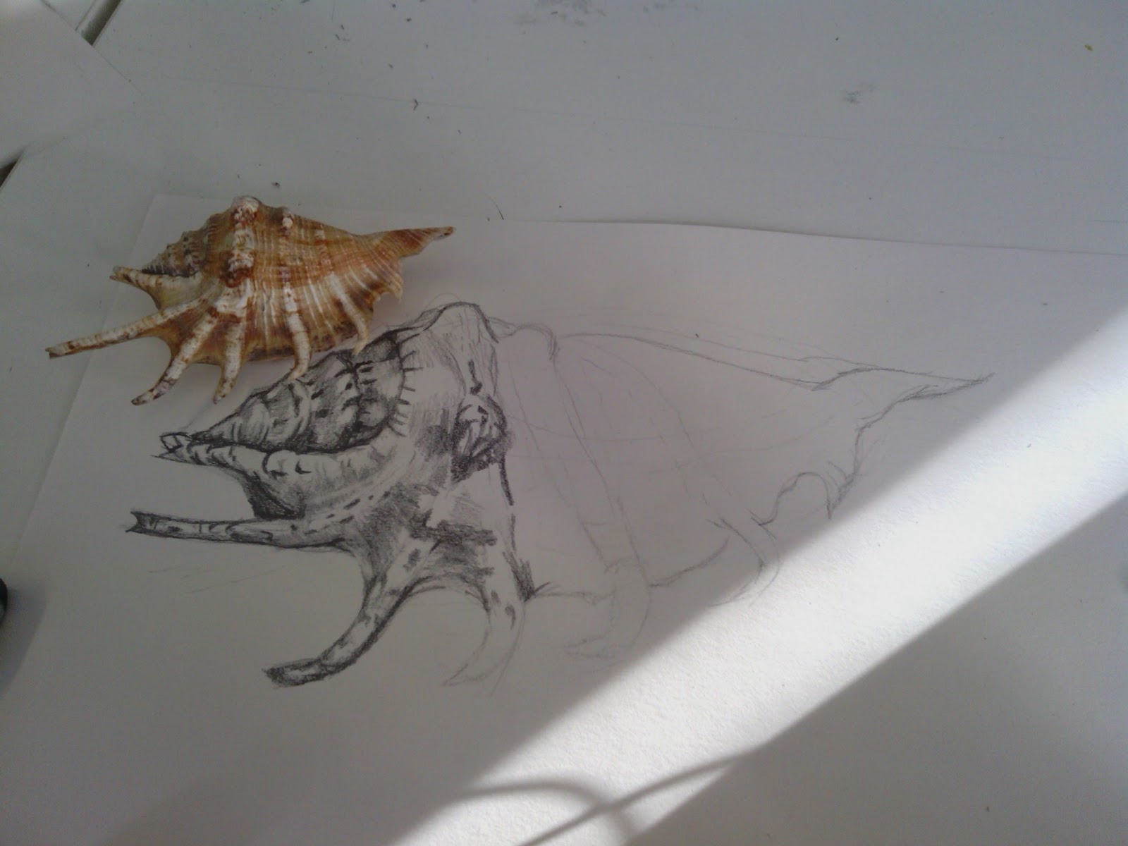 Art Portfolio: Shells -Observational Pencil Drawings