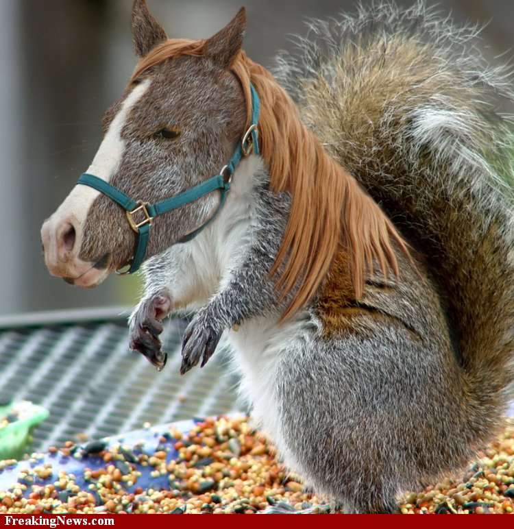 Green Monkey Tales: SQUABBIT