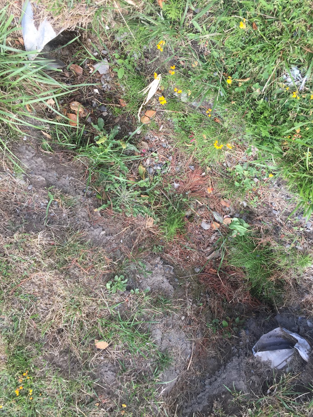 Come Plog With Me. (Yes, Litter Matters. A Lot.) - resilience