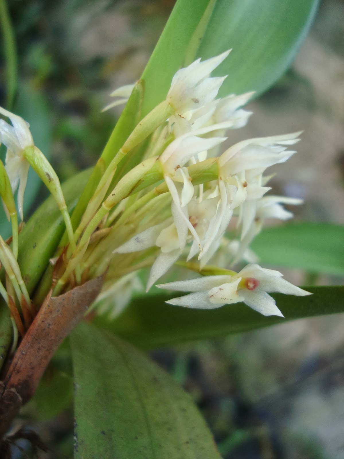 Orquídeas HElid: Maxillaria Densa