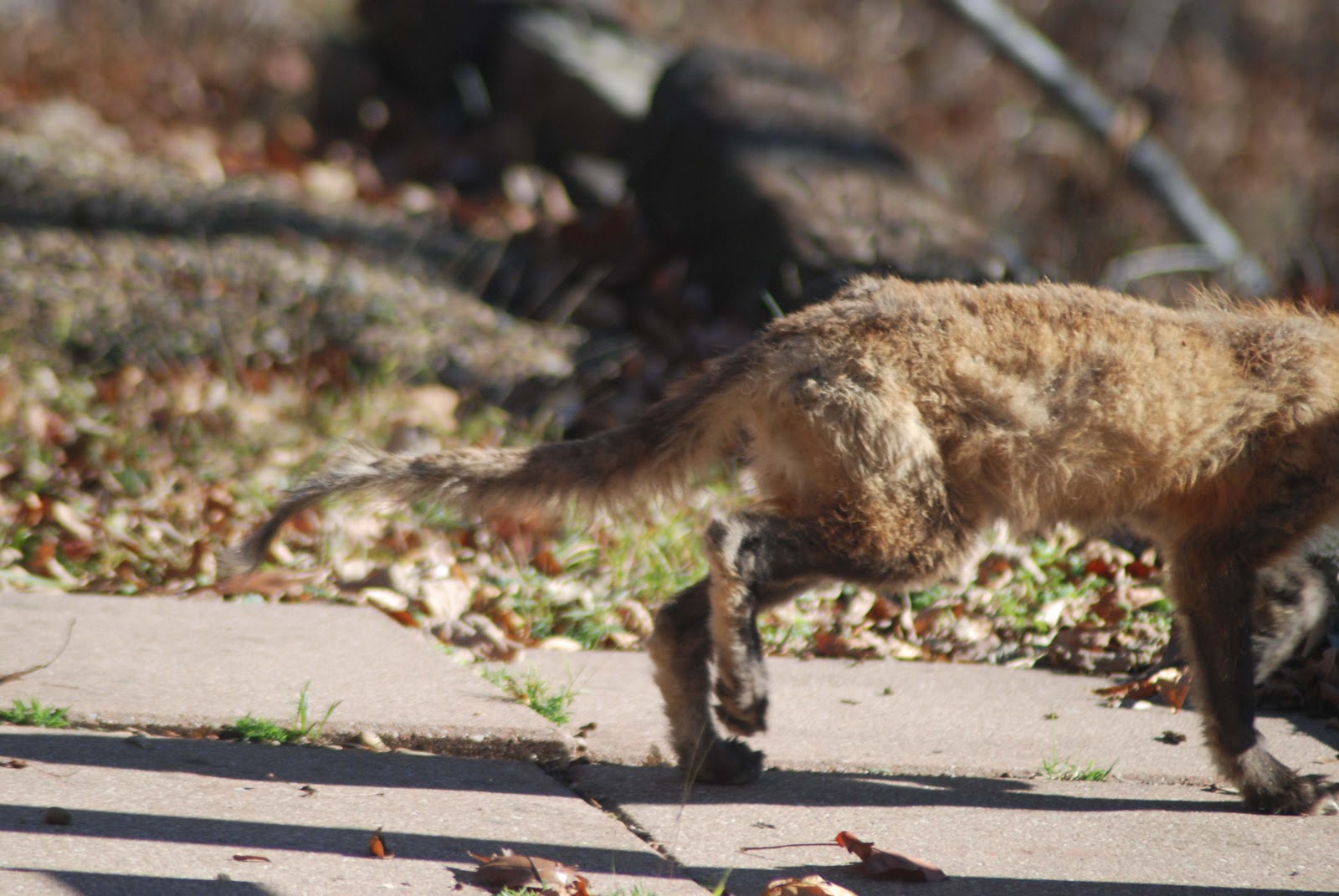 Old field Studio & Leo Lakes: A Red Fox in the ten acre woods!