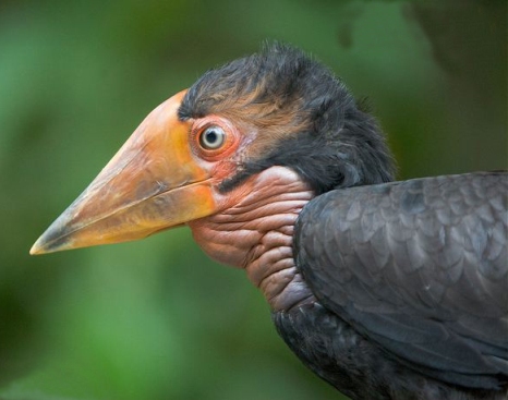 O Livro da Natureza: Calaus