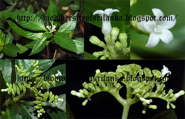 Biodiversity of Sri Lanka: දත් කැටිය/වල් ඒකාවේරිය [Dat-katiya/Wal ...