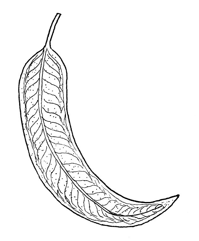 Hoja Falcada (falcata) - Botánica integra