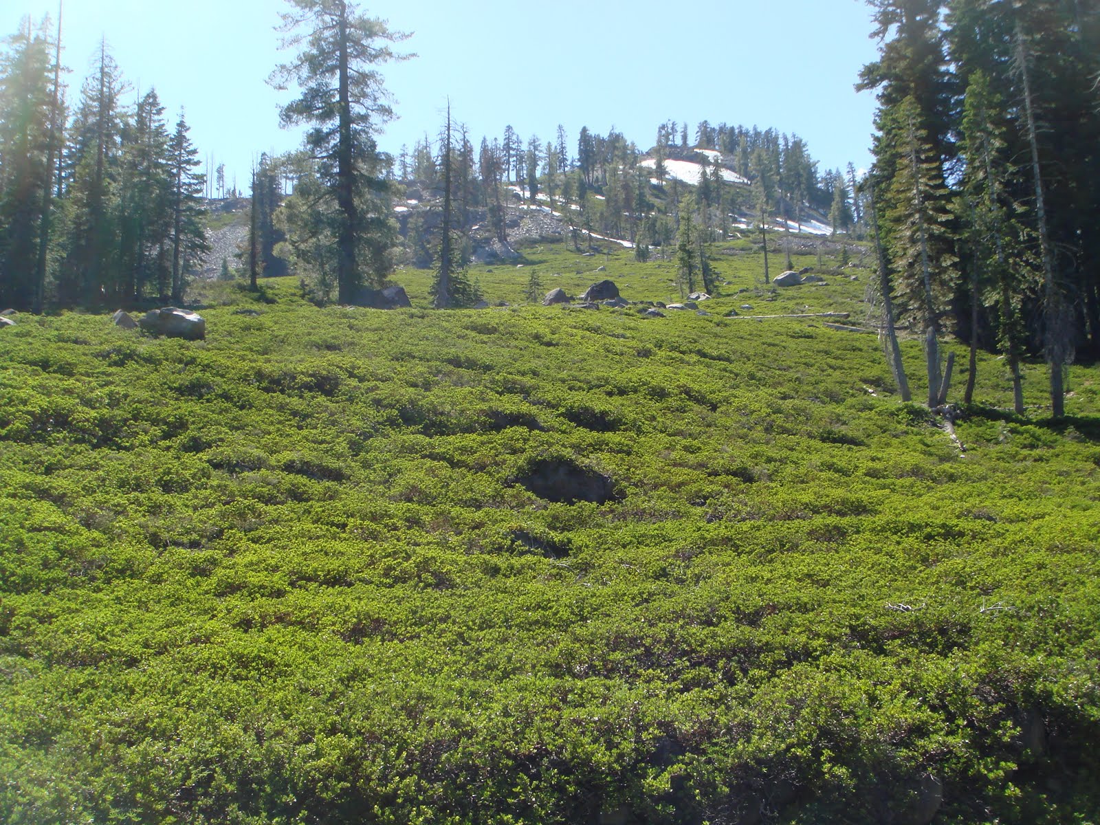 Tom Cochrun /Light Breezes: MOUNTAIN MEADOWS
