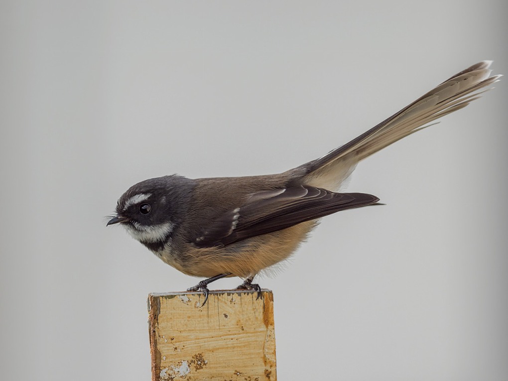 The Ruins of the Moment: The piwakawaka visit my verandah — Photos by ...