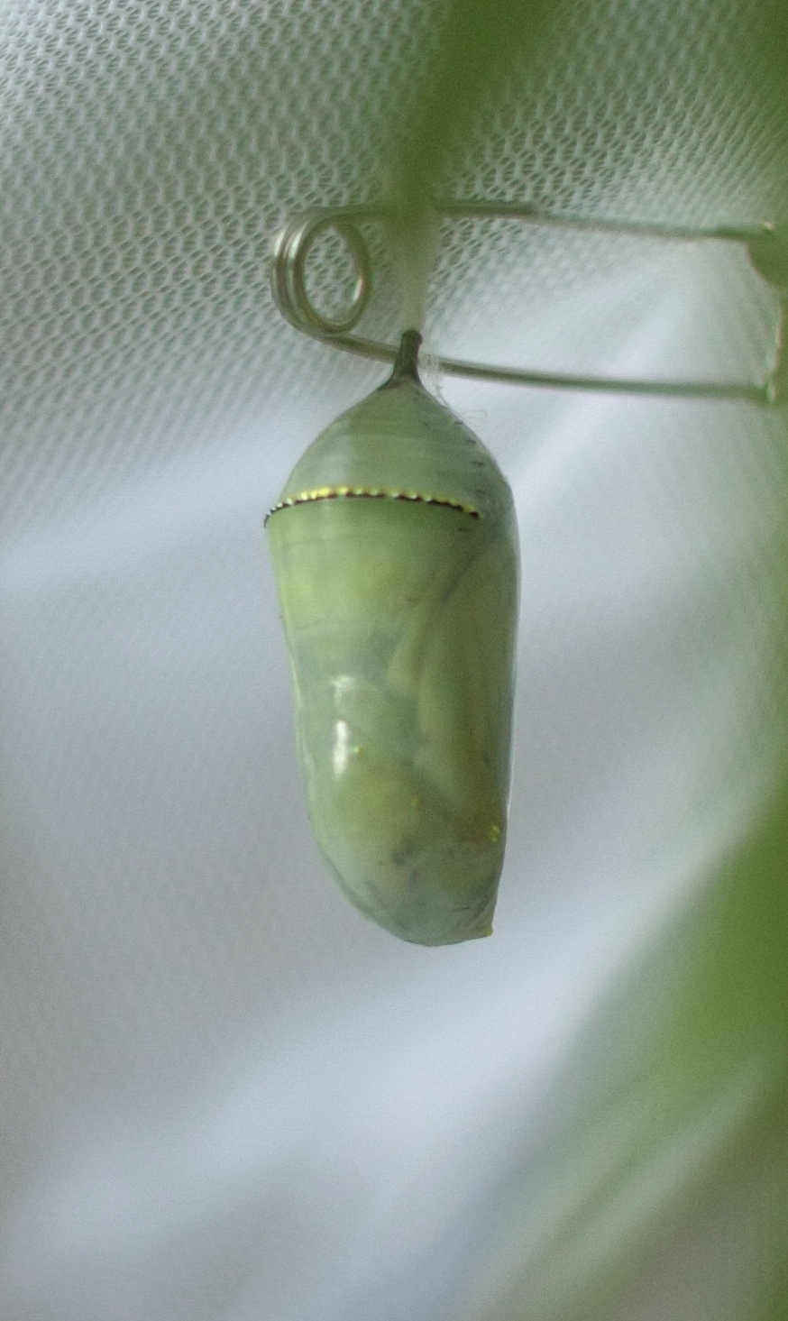 This Journey: Callapitters