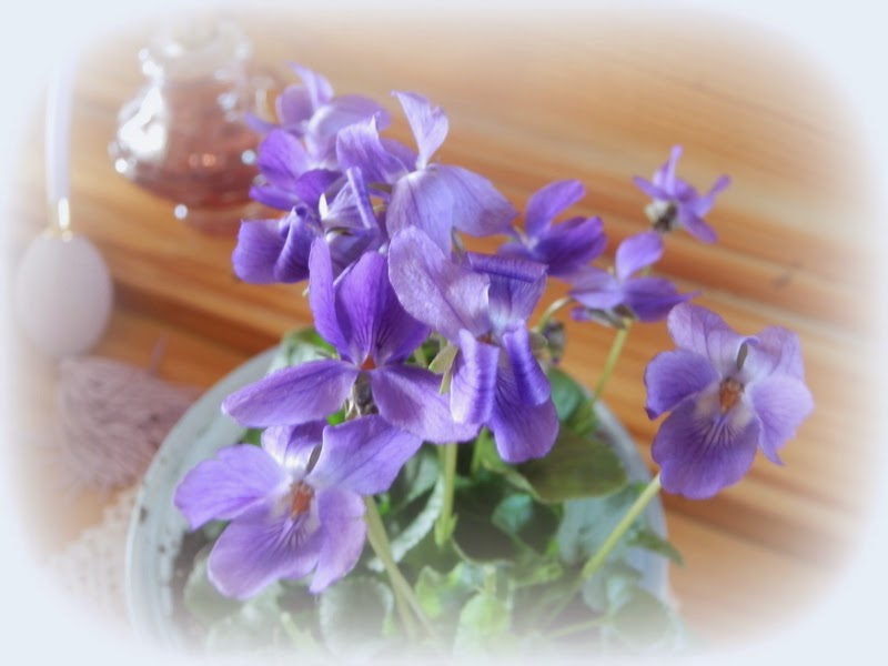 Het Bloeiende Buitenleven: ZOETE HERINNERINGEN AAN VIOOLTJES - SWEET ...