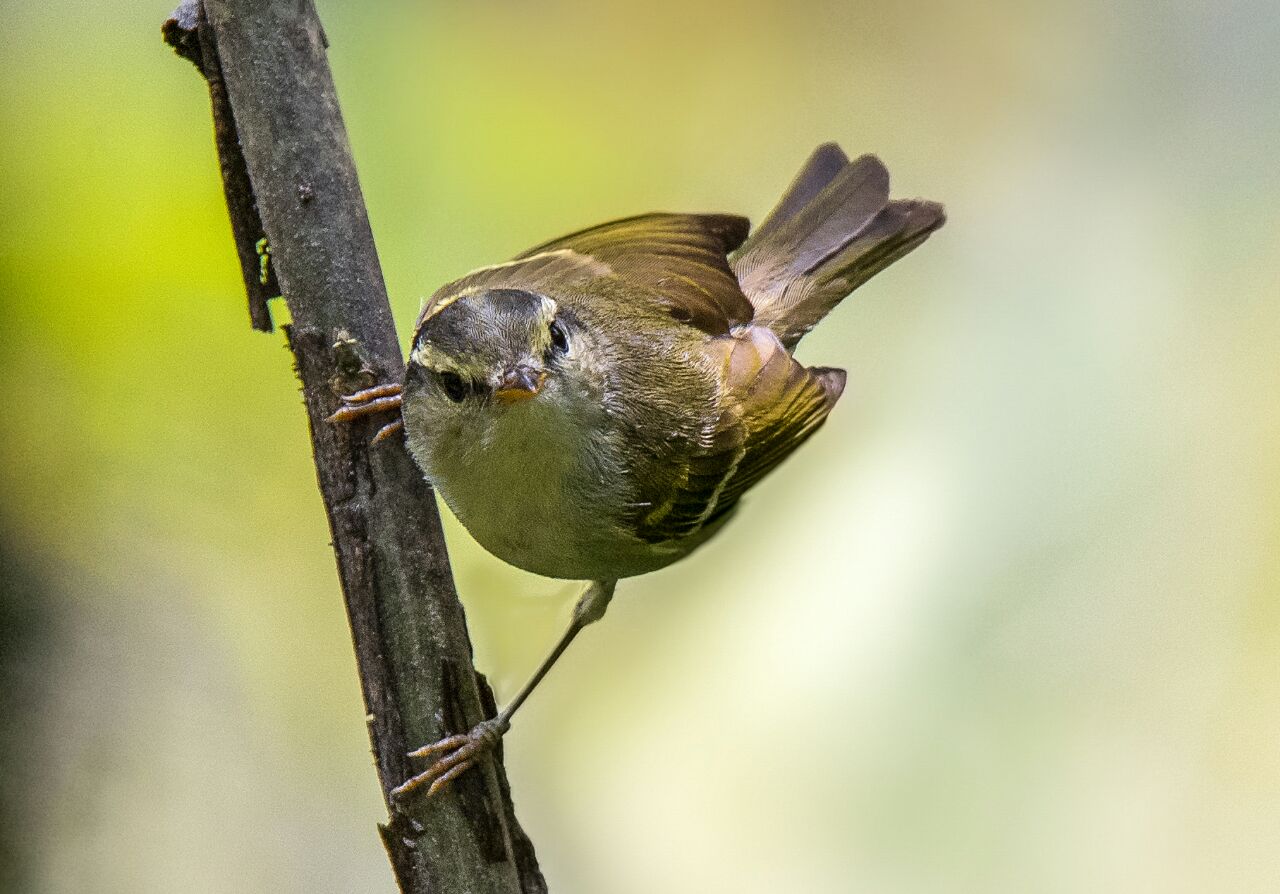 SHARING OPINION: BIRDS OF ARITAR & SIKKIM