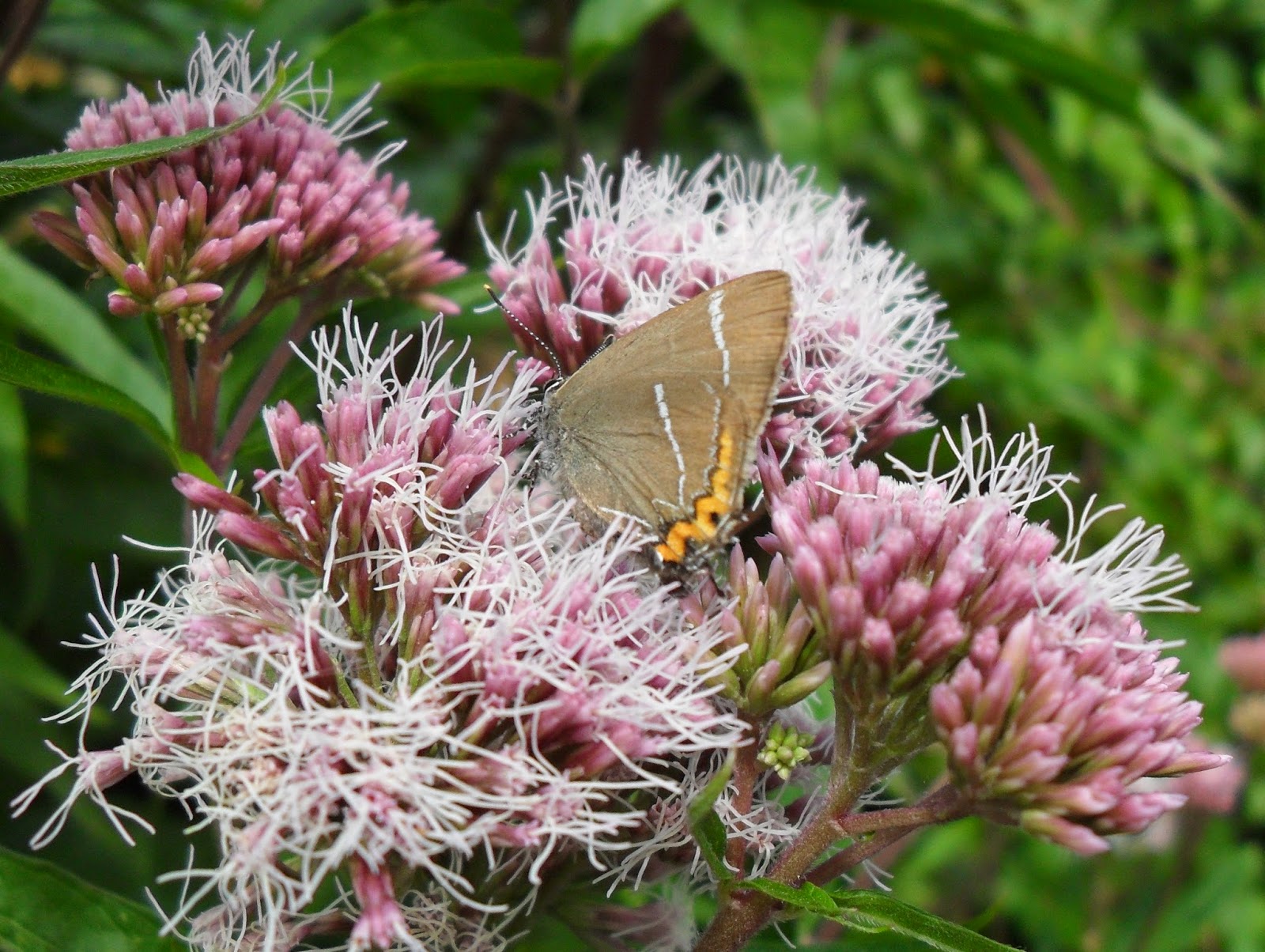 Wirral Wildlife Blog: 2013