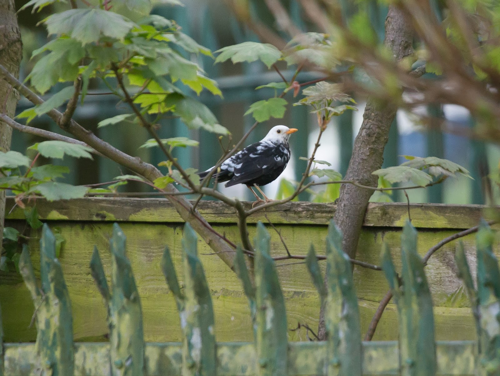 Austin's Birding Blog: 23/04/2017 Pennington Hall Park, Leigh