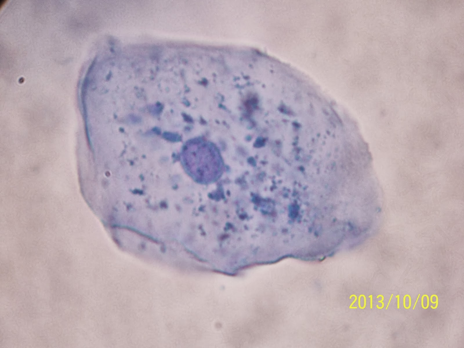 BIOGEOZARCO: Células Eucarióticas Animais e Células Procarióticas ...