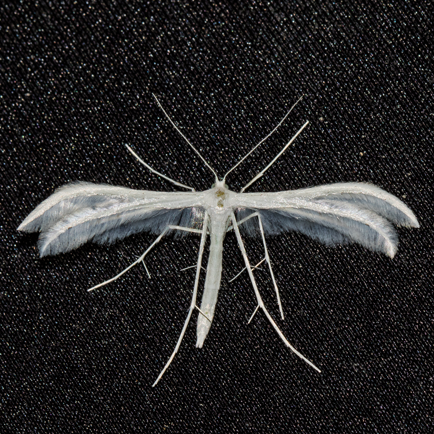 Butterflies, Dragonflies, Moths & other Insects