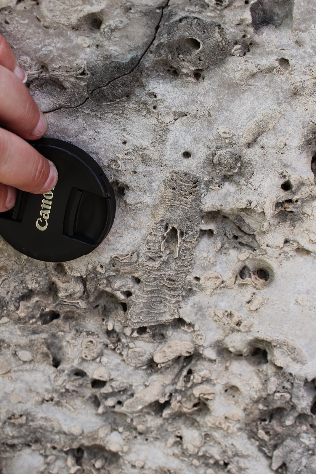 Finding Fossils...: The Permian Capitan Reef