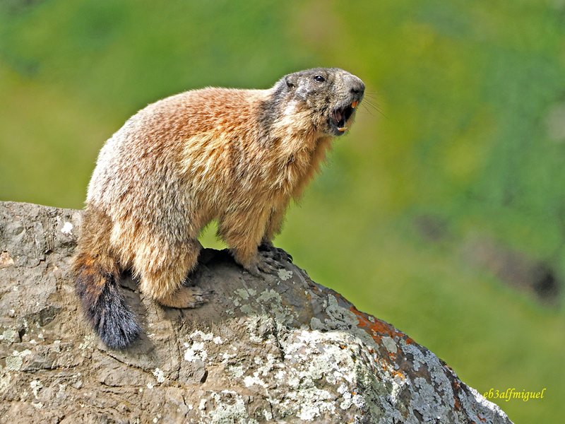 Miguel fotografia: Marmota alpina (Marmota marmota)