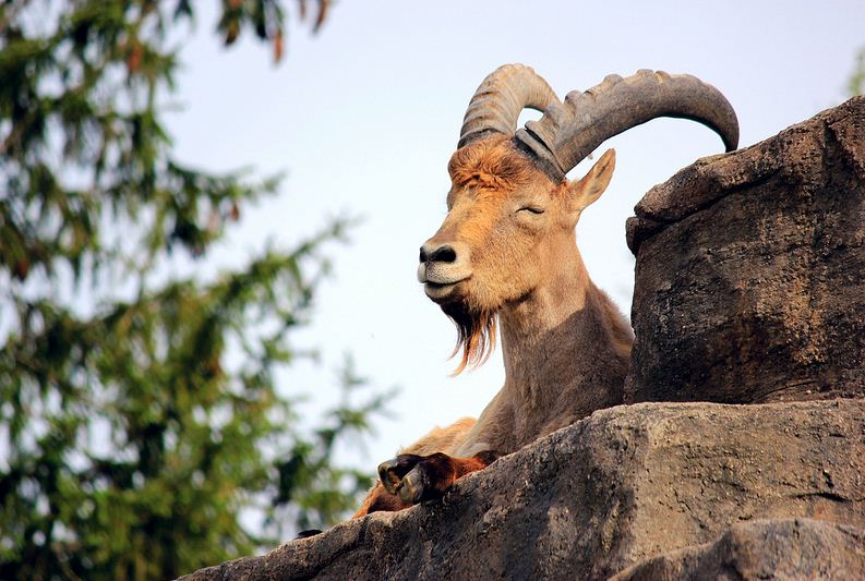 It's Time to Unite For the West Caucasian Tur! | Featured Creature