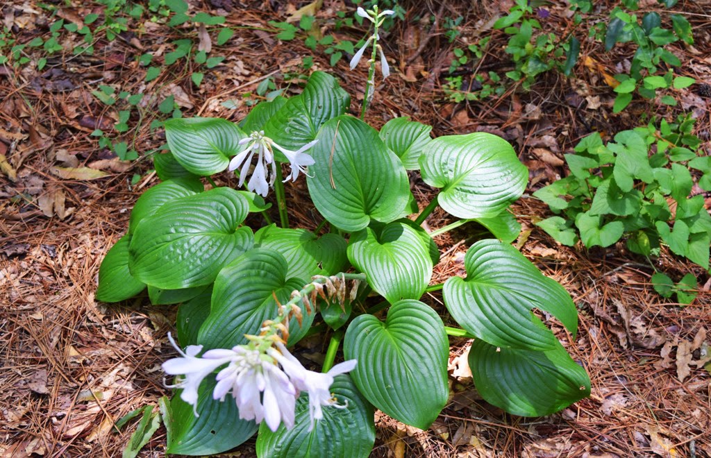 MARIETTE'S BACK TO BASICS: {Our Fragrant Hosta Flowers}