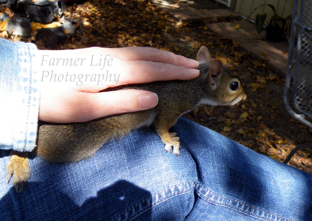 Living A Farmer's Life: Squirrel Spam 2!