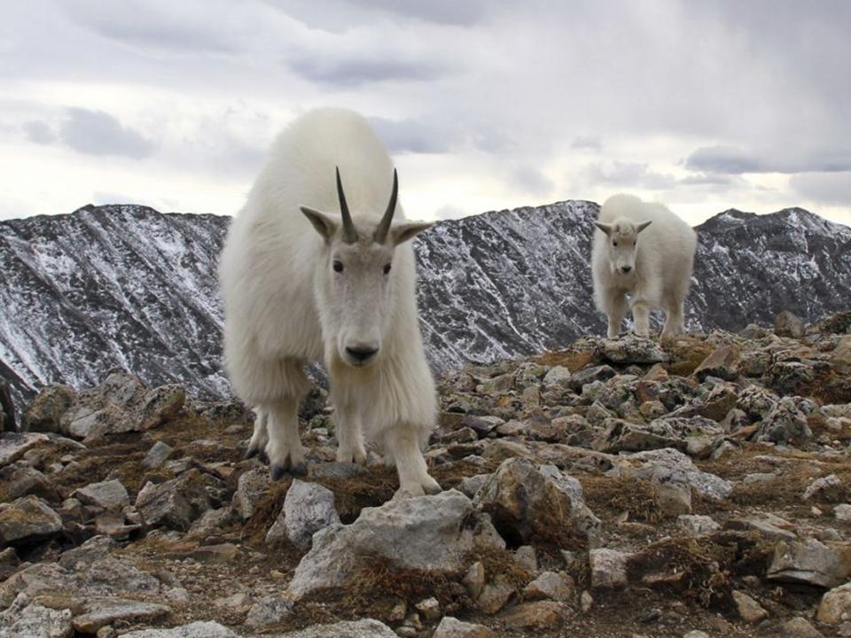 CLASA NOASTRĂ: [ FOTO ] CAPRA DE MUNTE