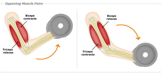 Mimi Fitness: Anatómia alapok 5. - Az izmok