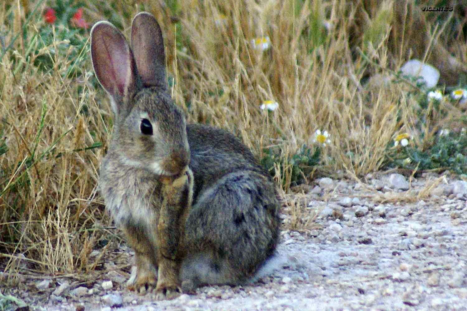 Fauna silvestre de Hormaza: Oryctolagus cuniculus