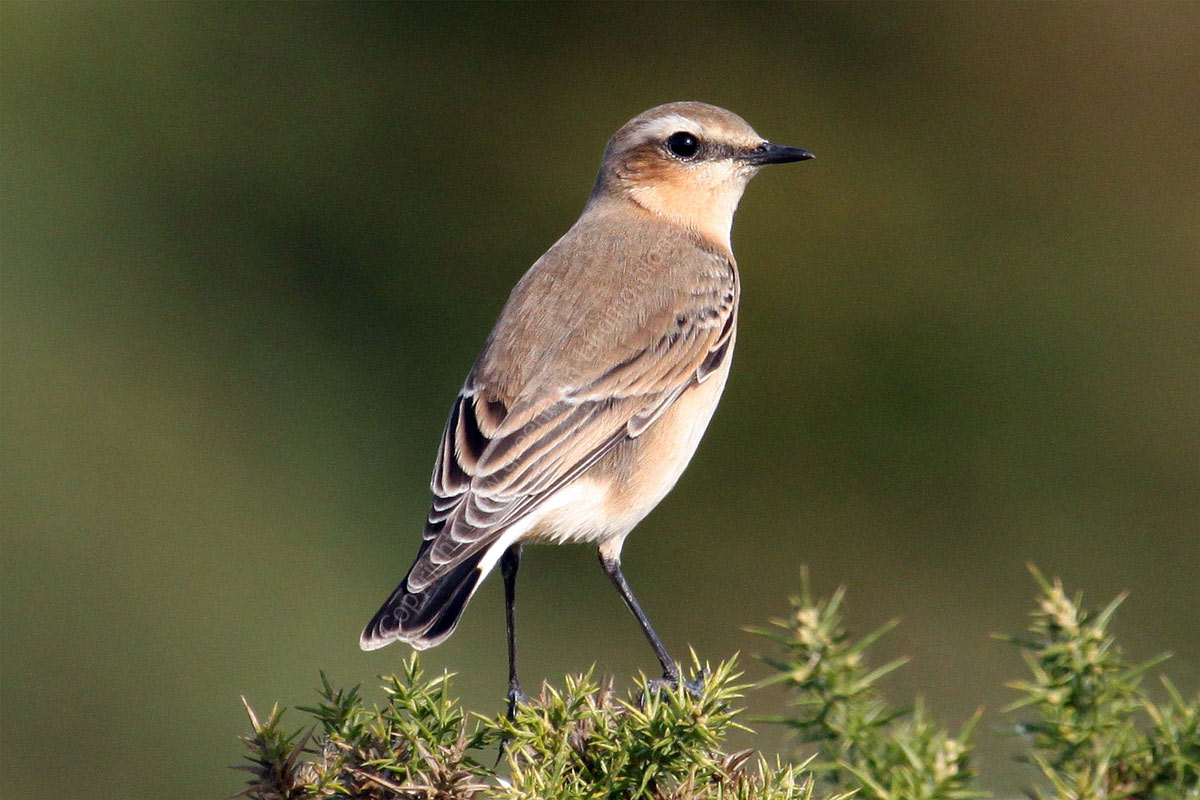 Greenham Birding: September 2012