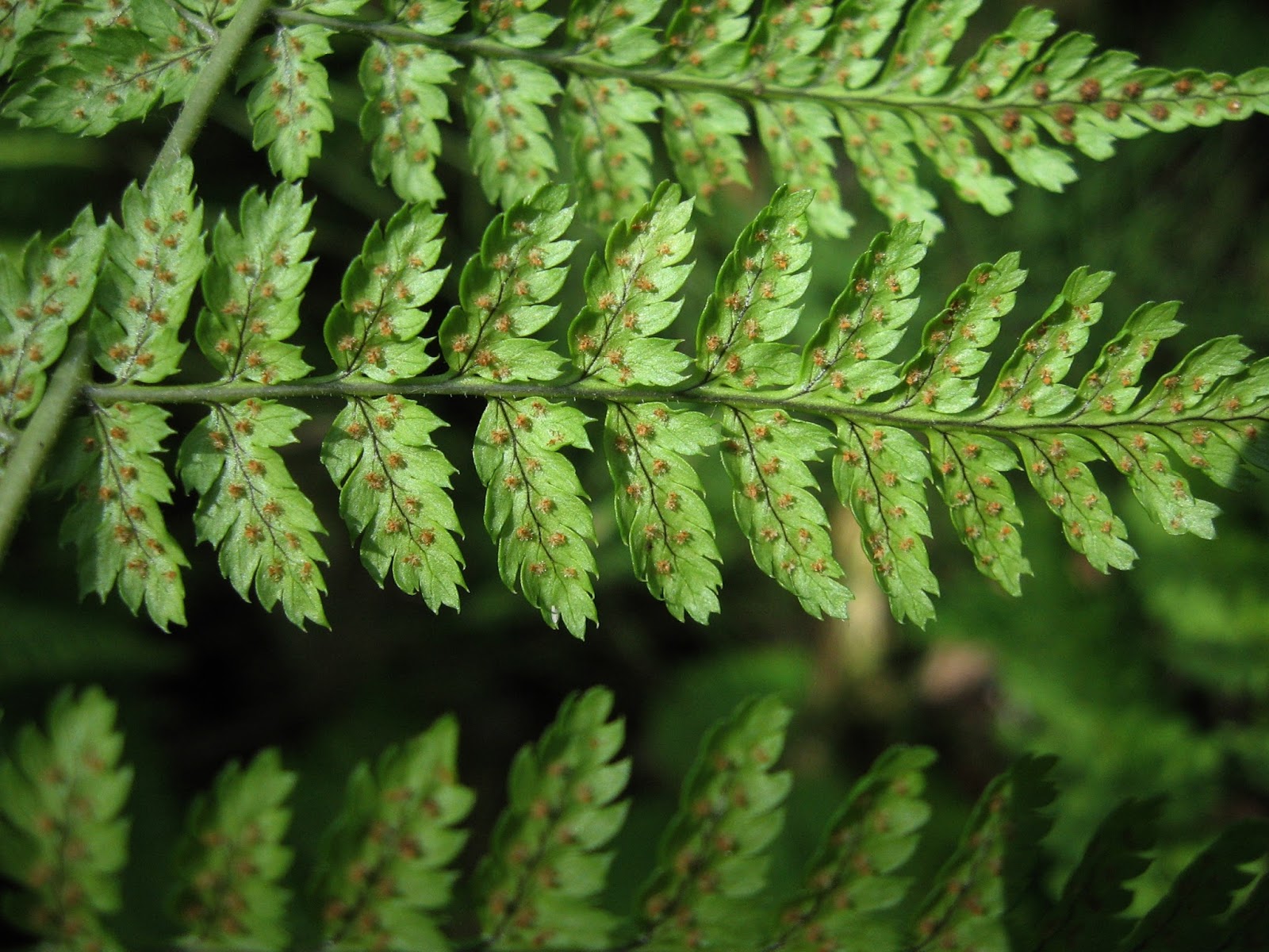 Tangled Web: A Duo of Dryopteris