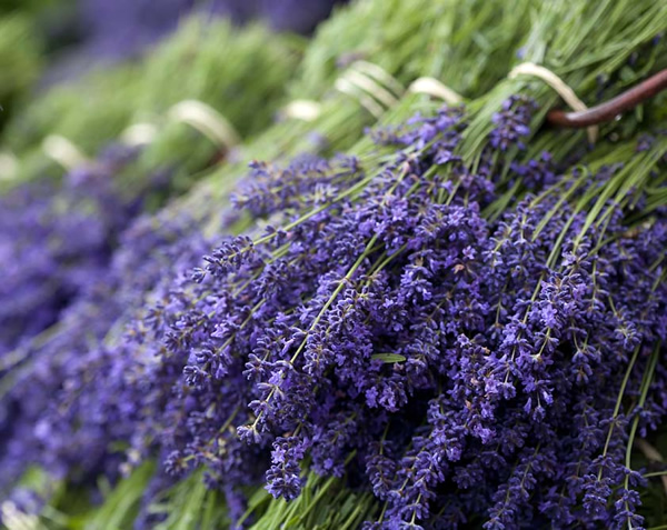 About Health: Lavender