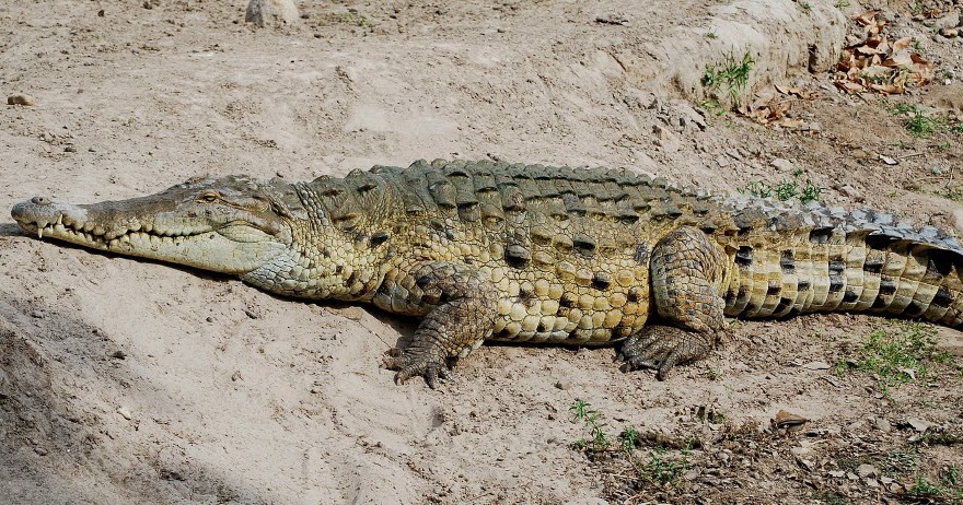 El Caimán del Orinoco: Características del Caimán del Orinoco