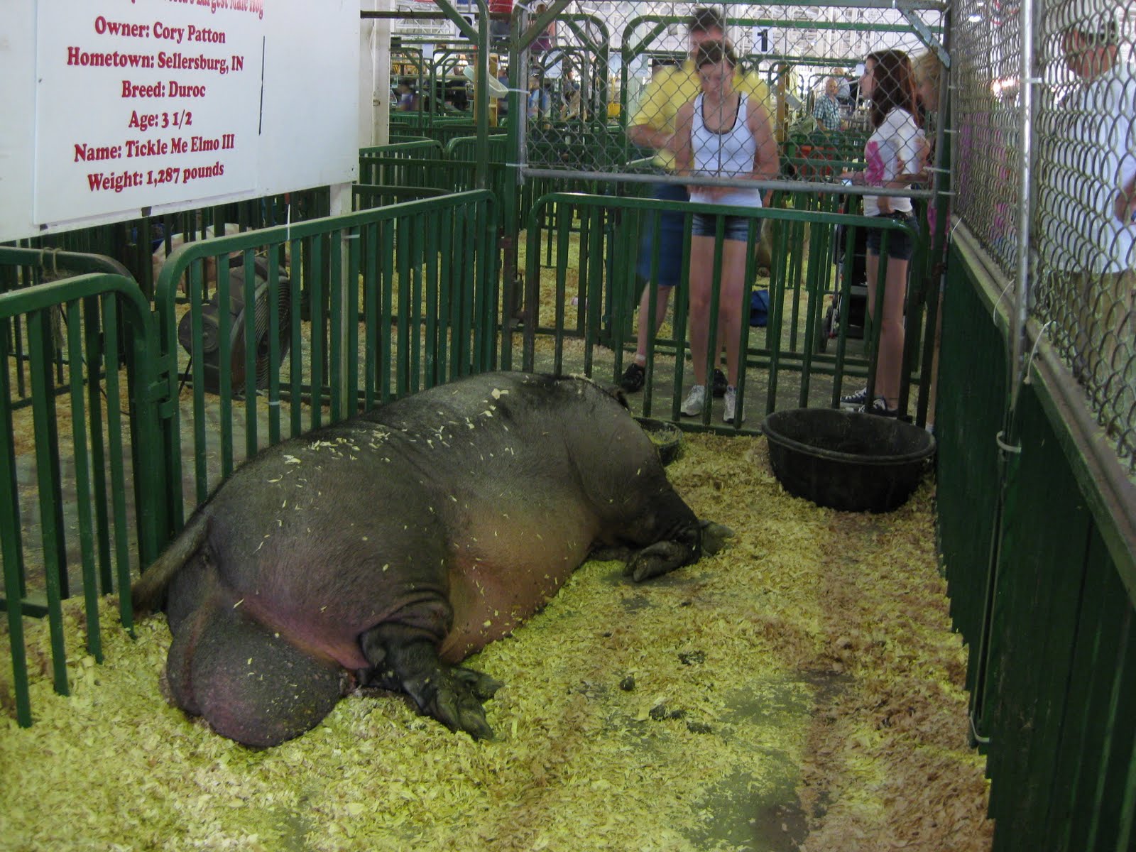 Feeling Fab after Fifty: Indiana State Fair - The Animals
