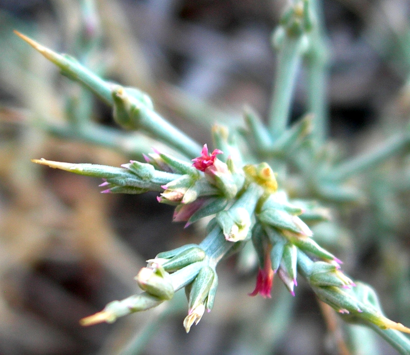 Η Χλωρίδα του Πόρτο Ράφτη (Μαρκόπουλο Μεσογαίας): Noaea mucronata ...