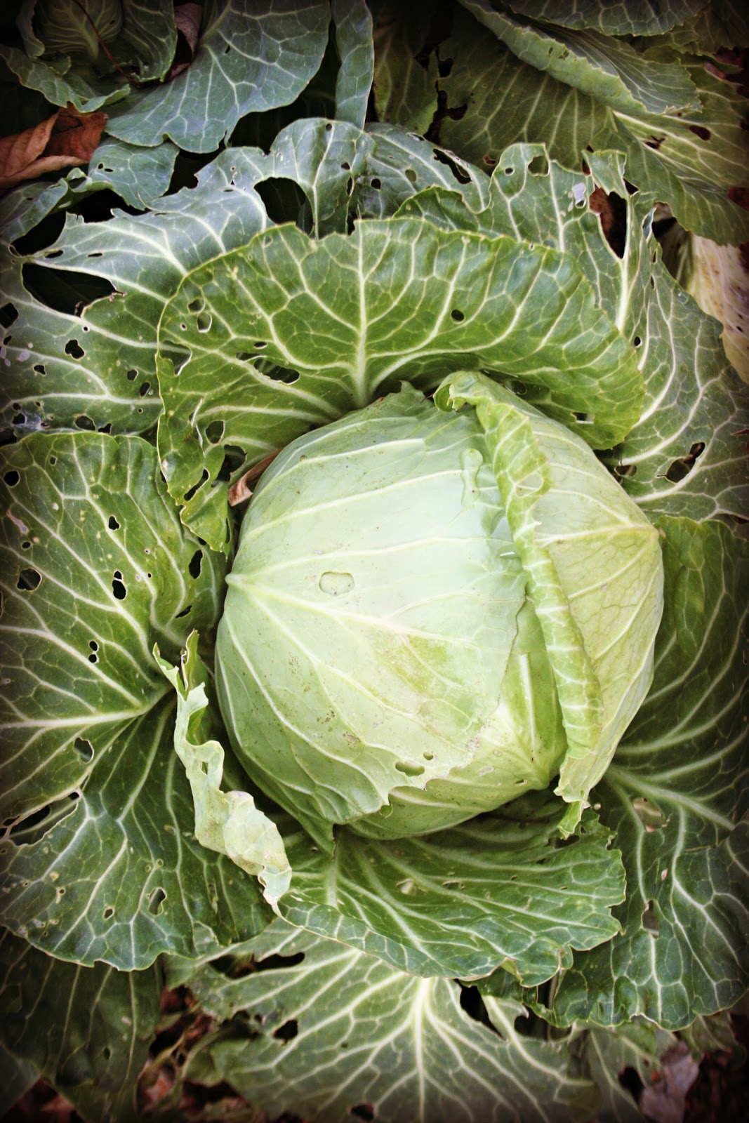 Two Bears Farm and the Three Cubs: Winter Garden - Rural Thursday