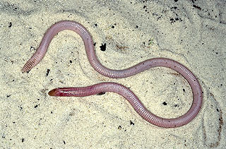 Florida Worm Lizard