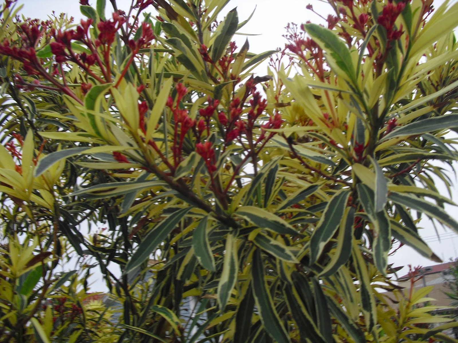 Cozy in Texas: Galveston - Flowers, Plant and Trees