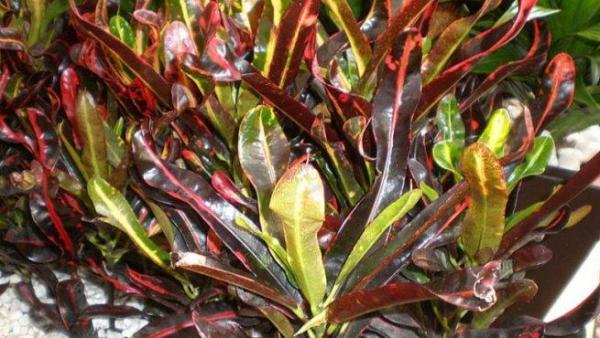 tecnificacionagropecauria