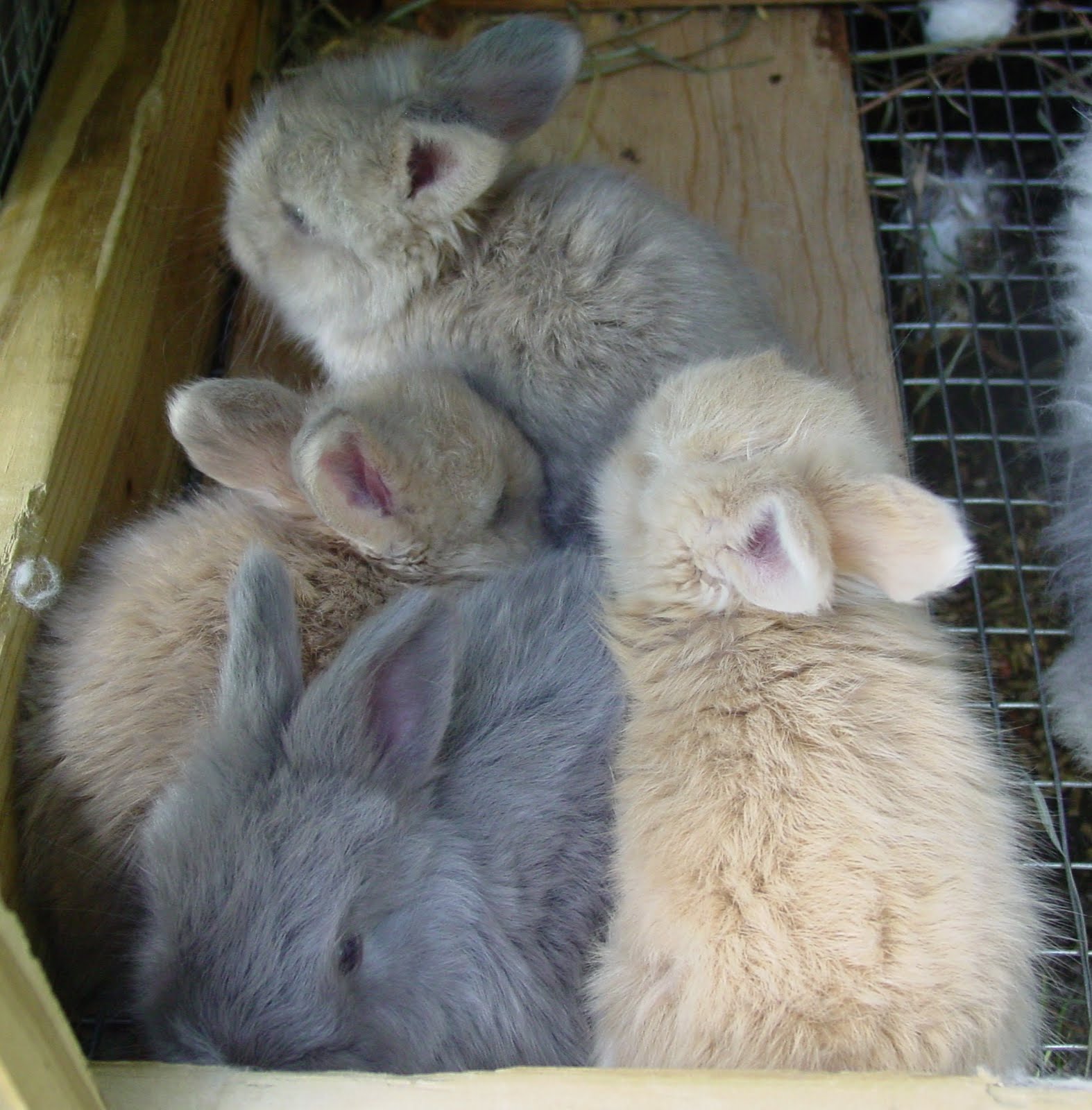 Bluestone River Rabbitry: Baby Two