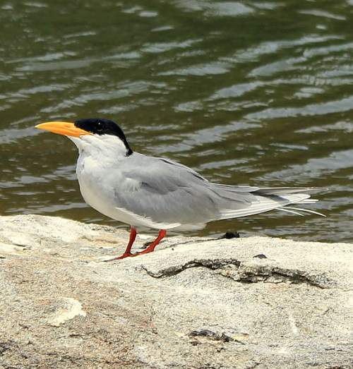 River tern images | Birds of India | Bird World