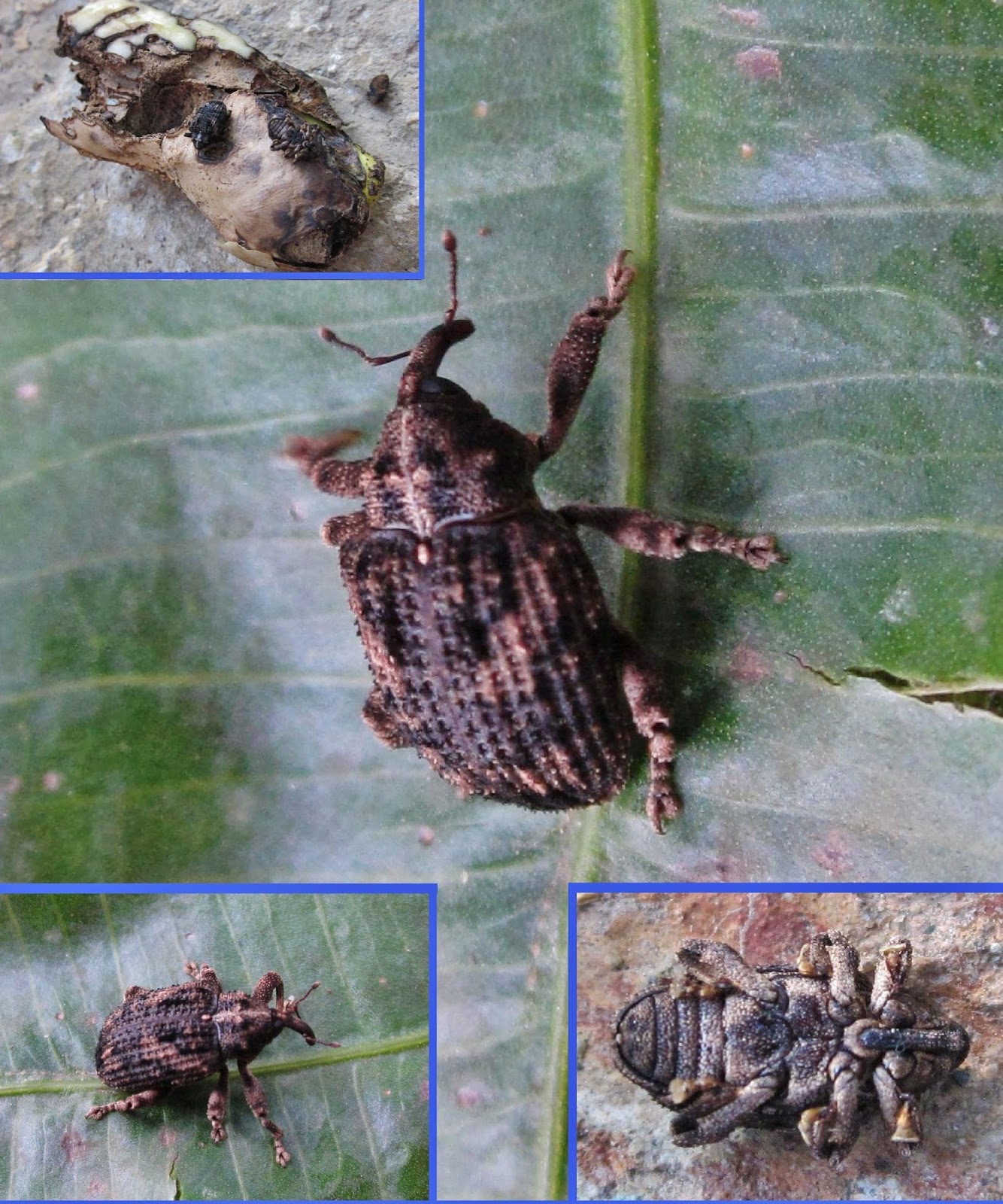 Biodiversity of Cyprus by NGO Protection of the Natural Heritage and ...