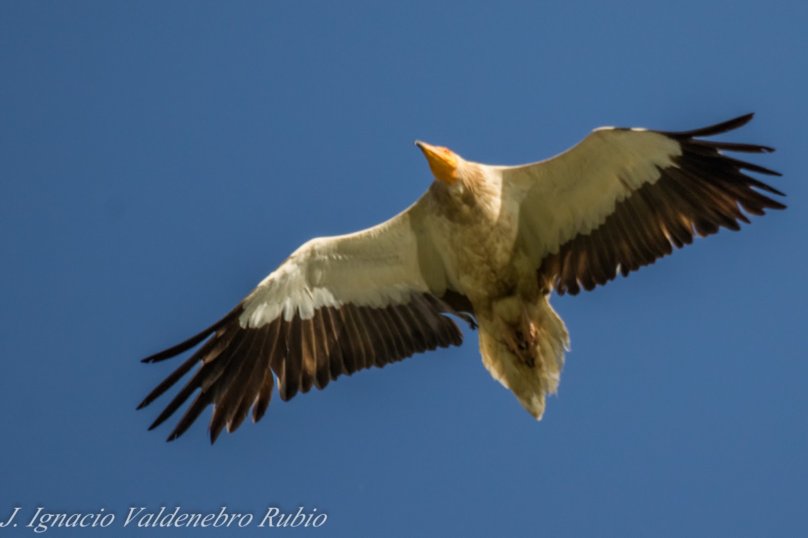 DocNatureBlog: El Buitre blanco y sabio. Alimoche común (Neophron ...