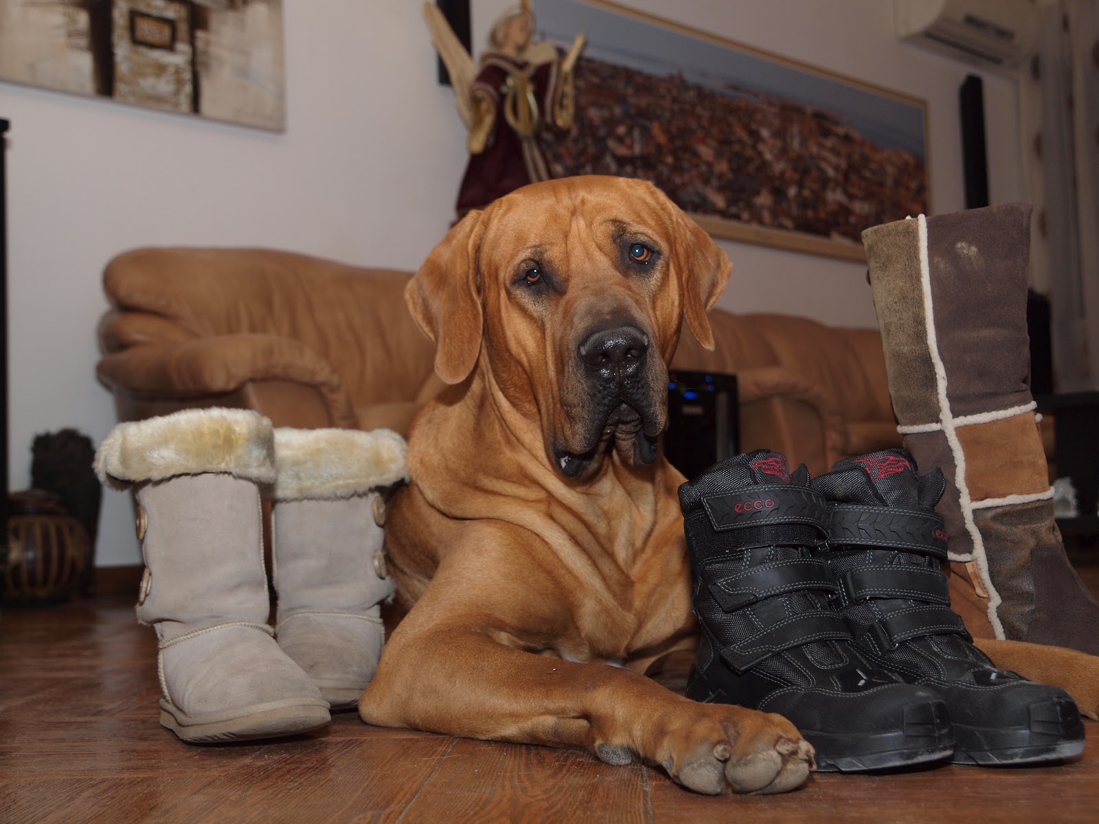 TOSAINU ROMANIA: Poze Tosa Inu