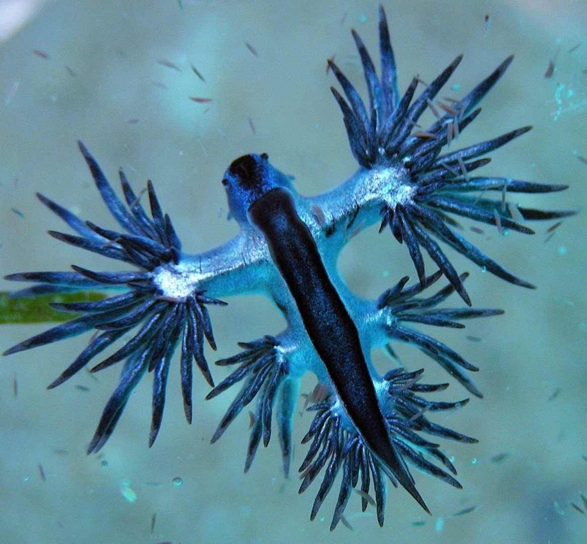 Primate Inteligente (ATEISMO): GLAUCUS ATLANTICUS