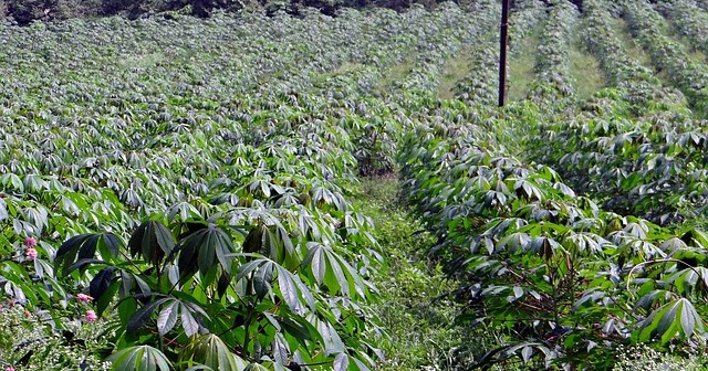 Jenis-jenis Singkong yang Enak untuk Dimakan